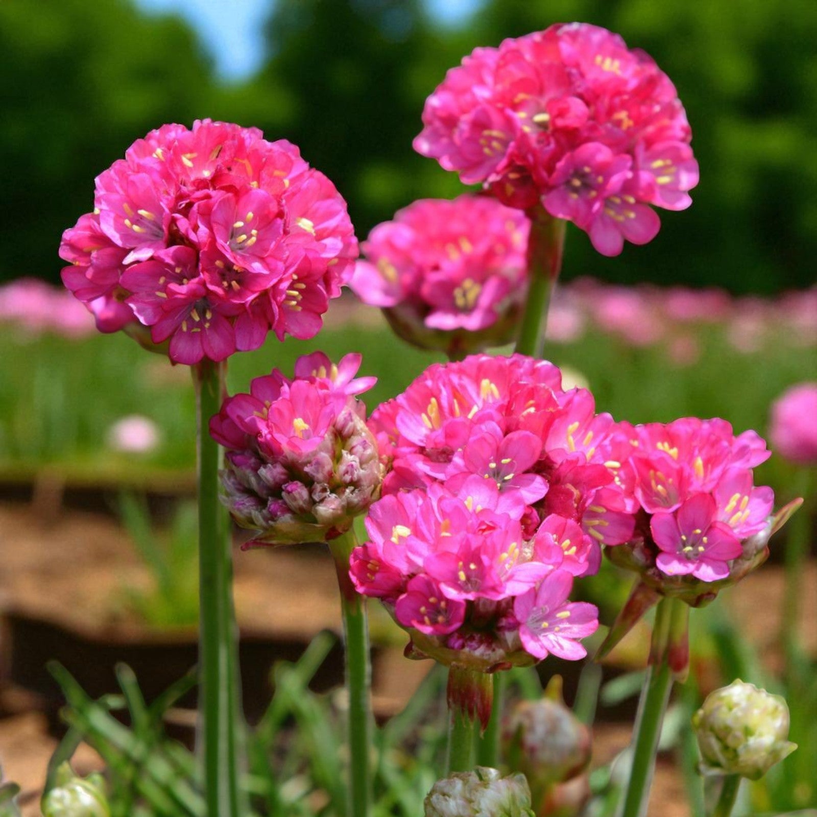 Armeria Splendens Pink Bare Root