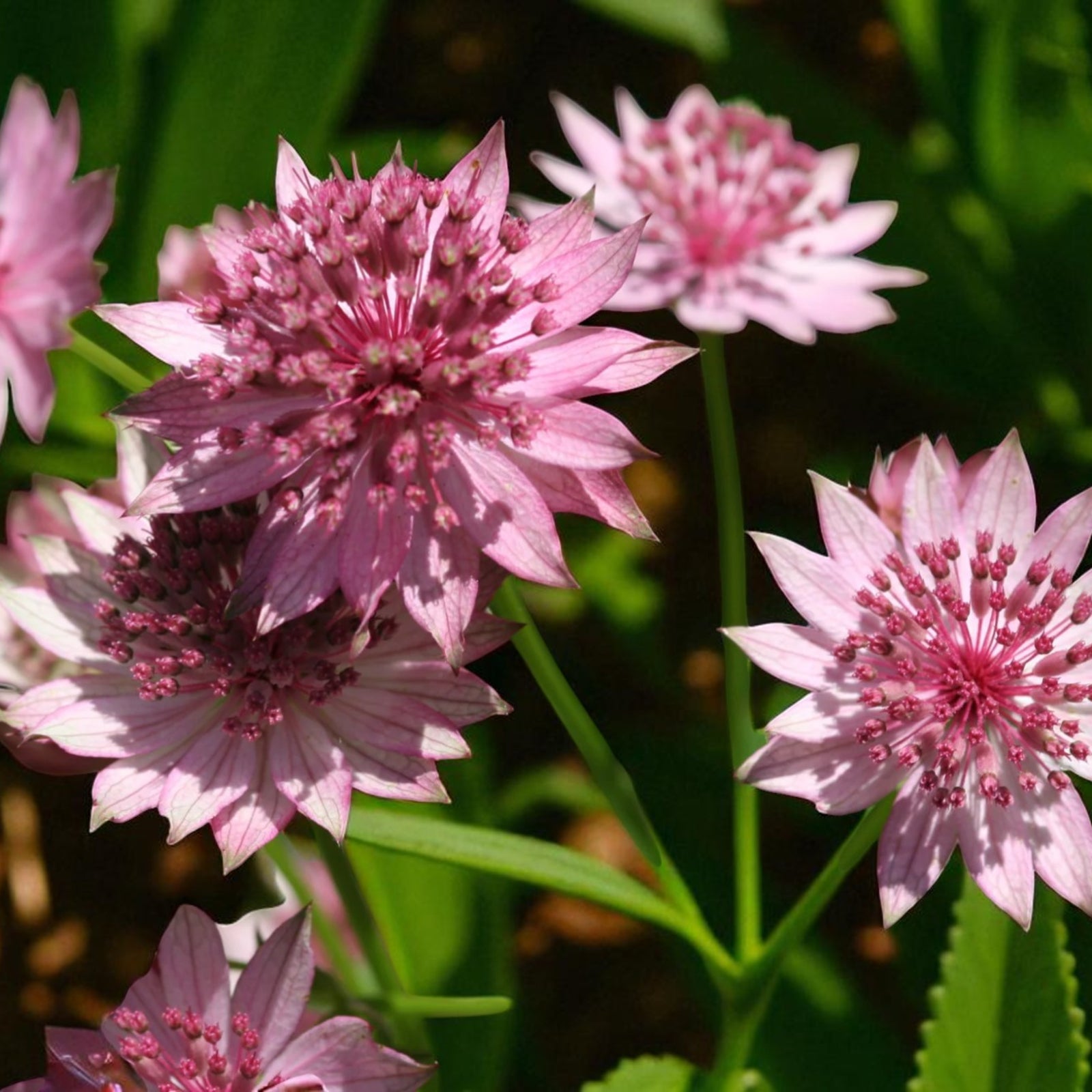 Astrantia Roma