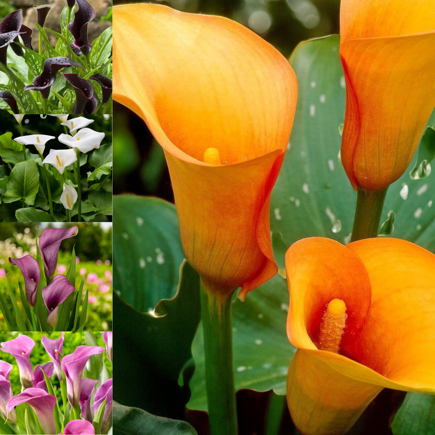 Elegant Pictures Of Flower Bulbs Gallery