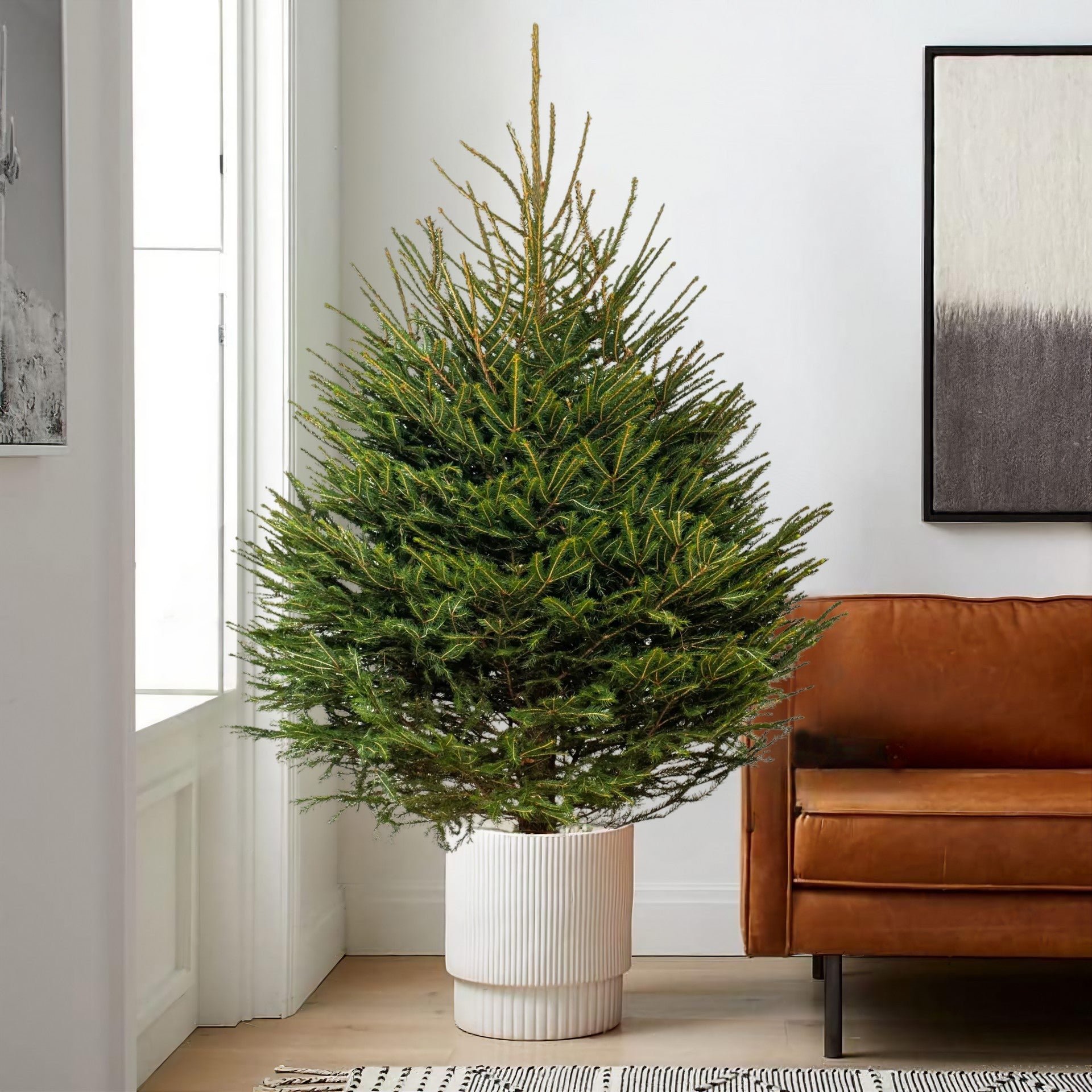 Real Christmas Trees Delivered UK-Wide | Carbeth Plants