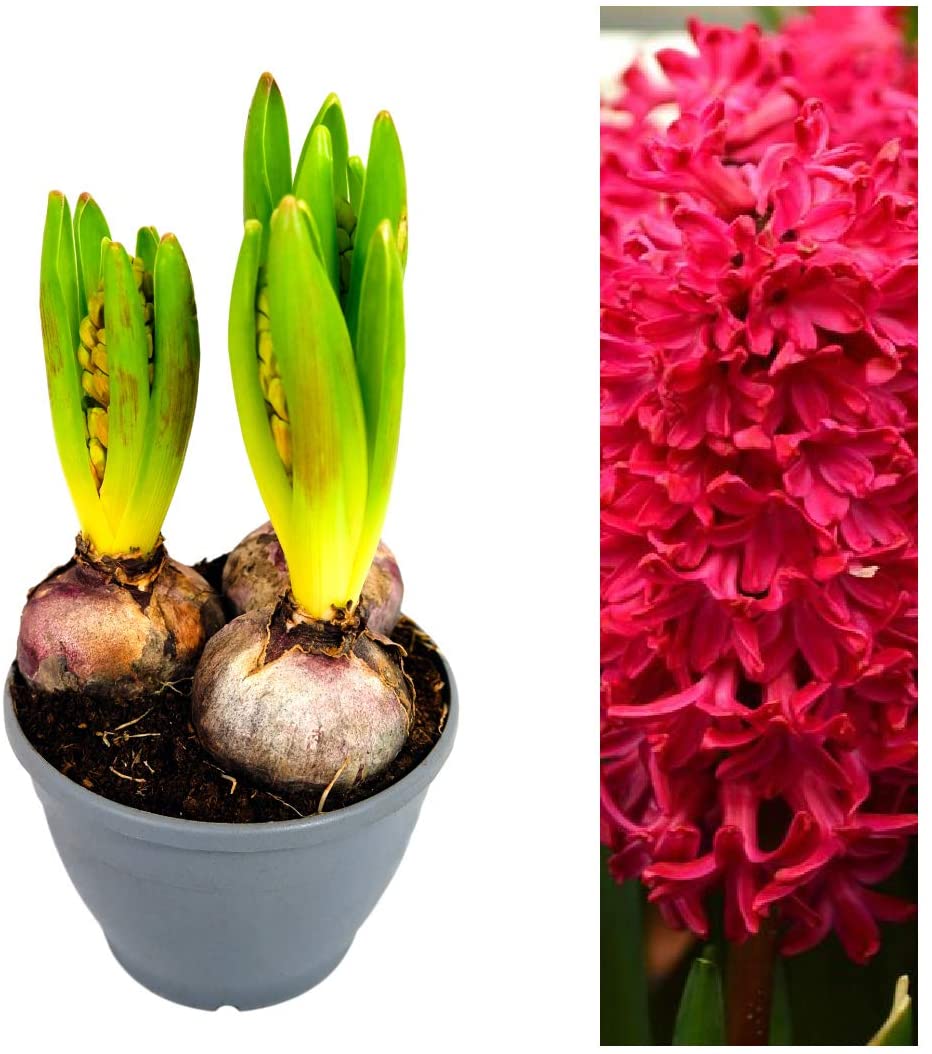Red Hyacinth Flowering Bulb Trio – Carbeth Plants