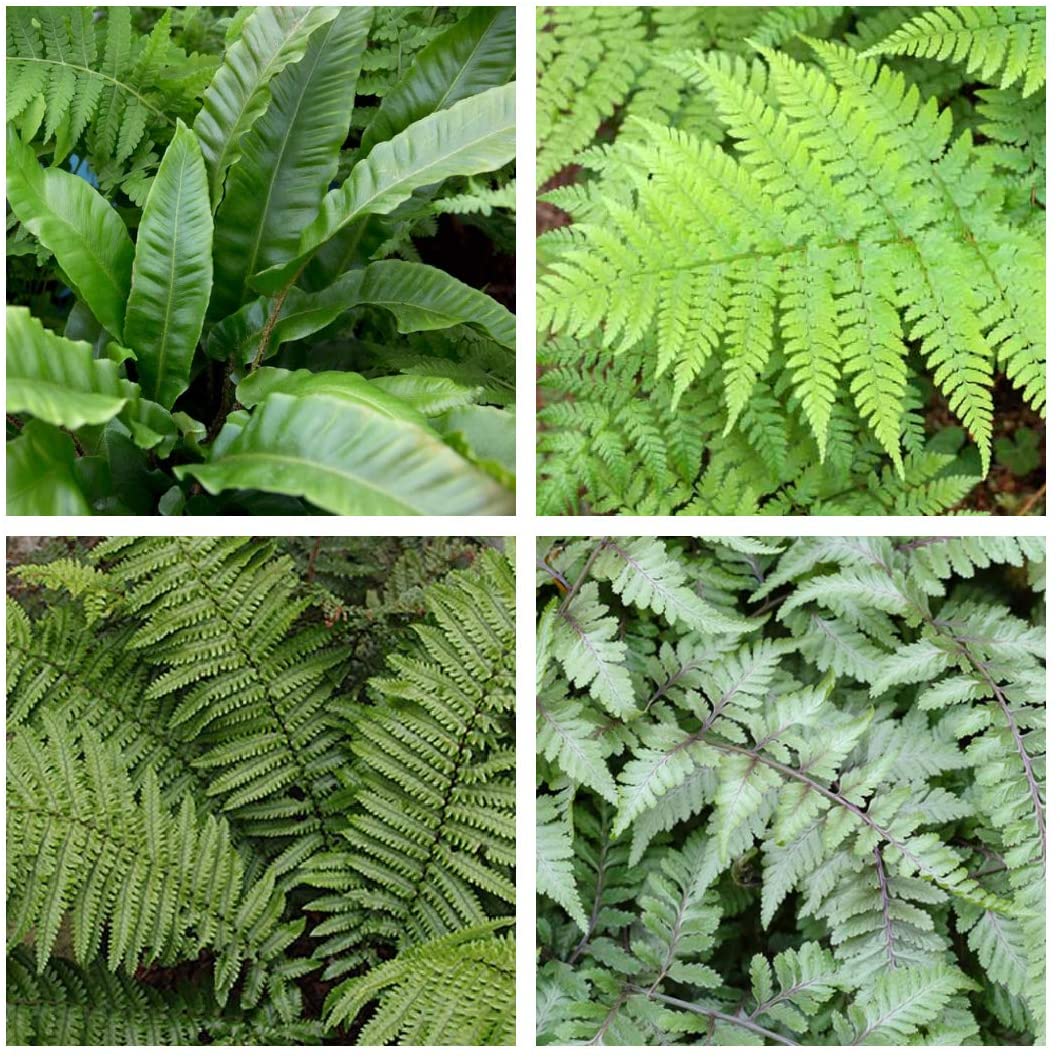 Fern Plant Mix (6 Plants)