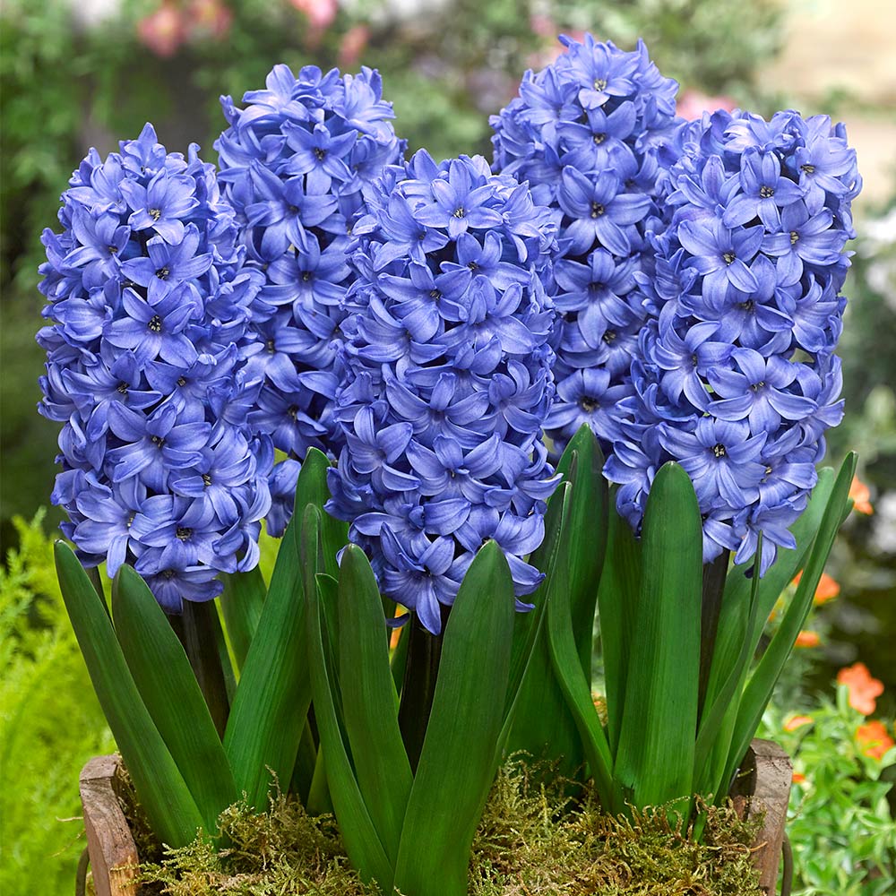 Blue Hyacinth Flowering Bulb Trio – Carbeth Plants