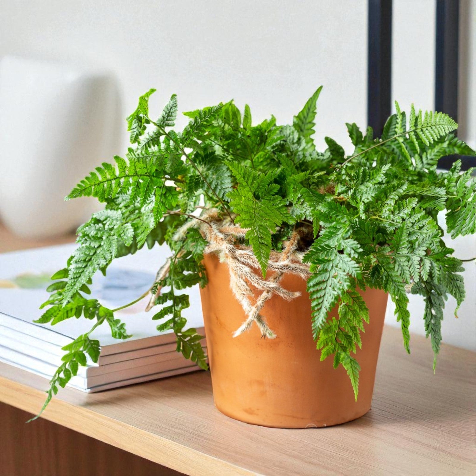 White Rabbit Foot Fern Houseplant