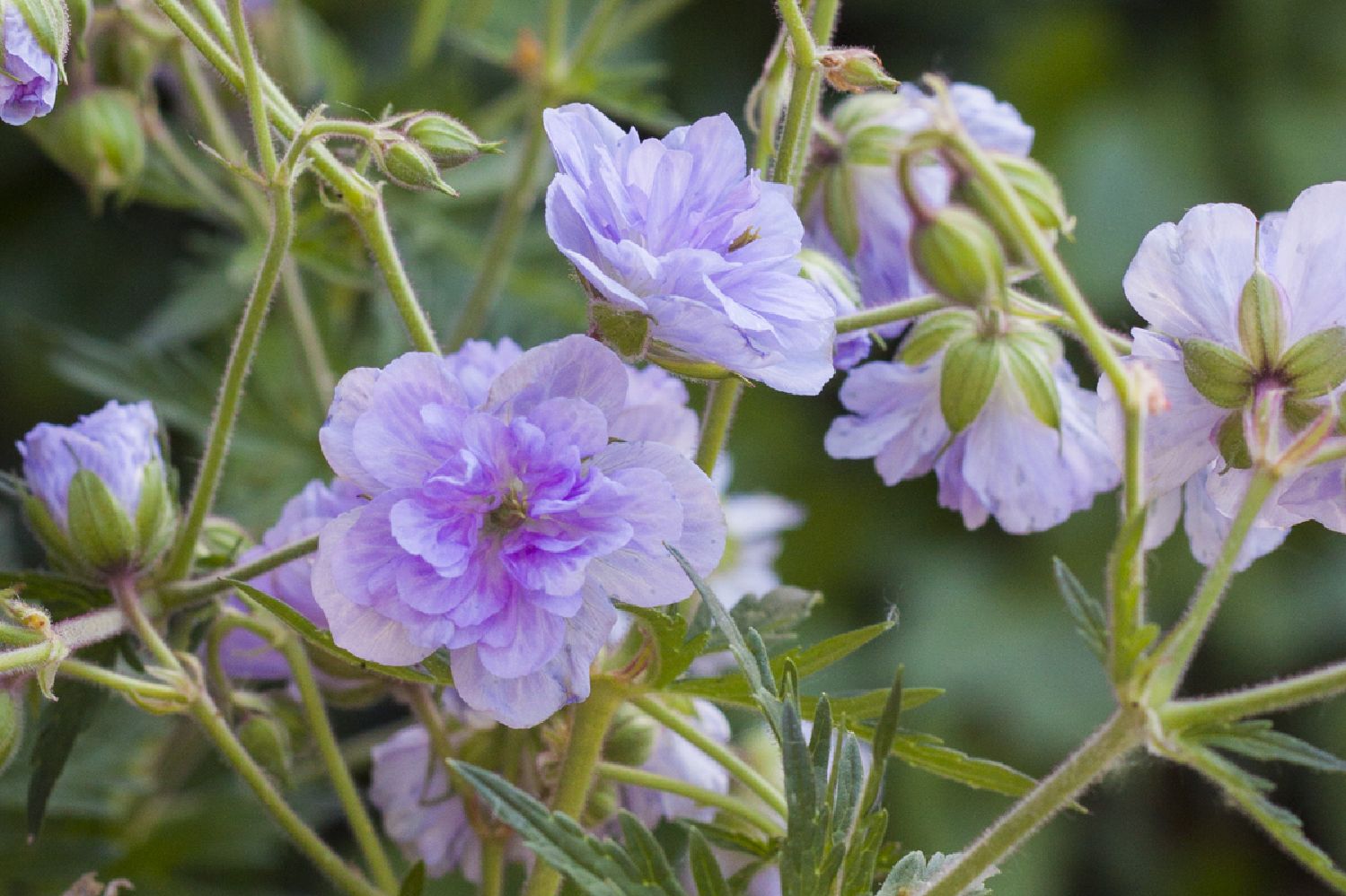 Geranium pratense - 'Cloud Nine' – Carbeth Plants
