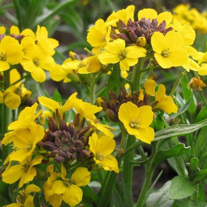 Erysimum 'Yellow Bird'