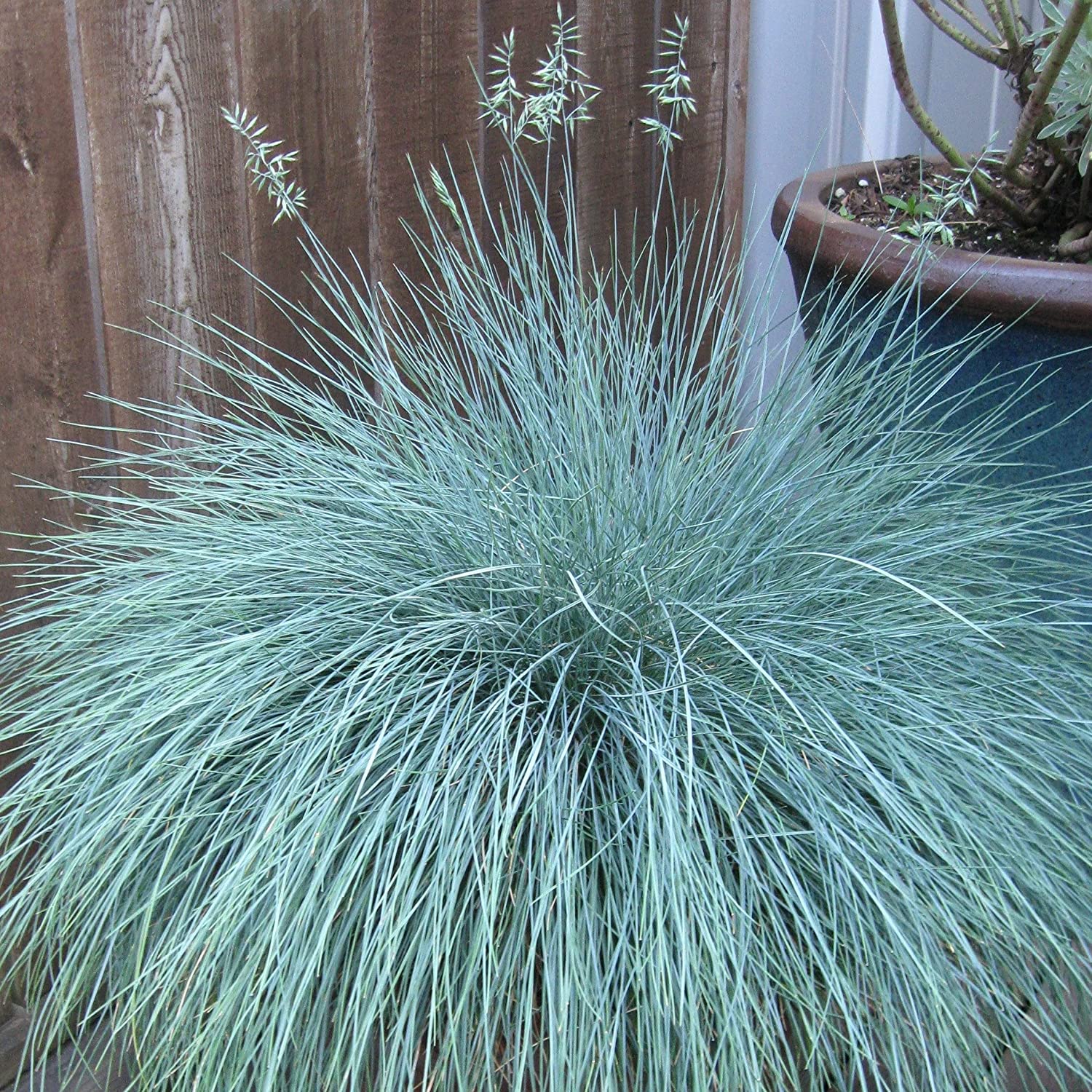 Festuca Intense Blue Grass