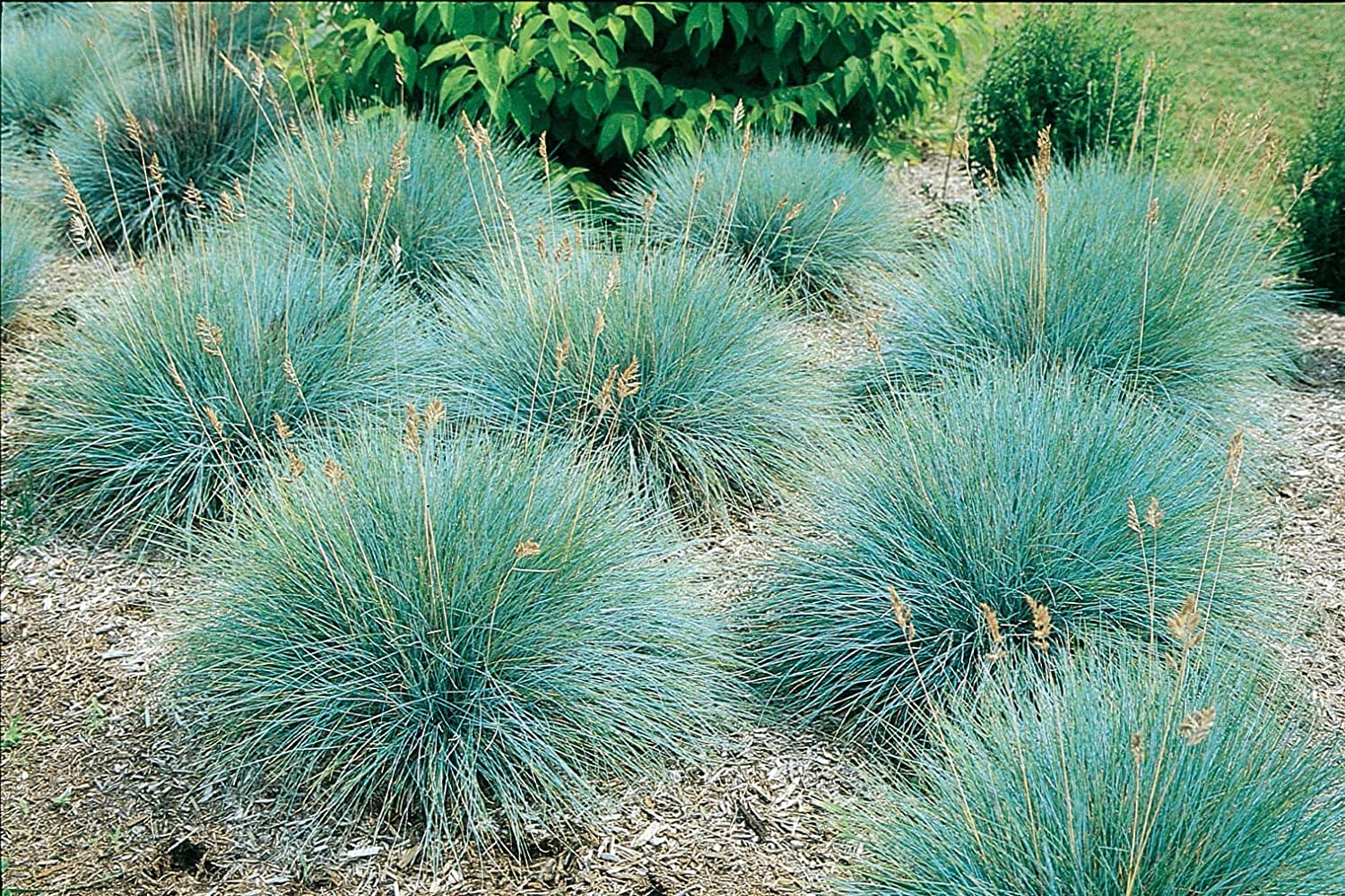Festuca Intense Blue Grass