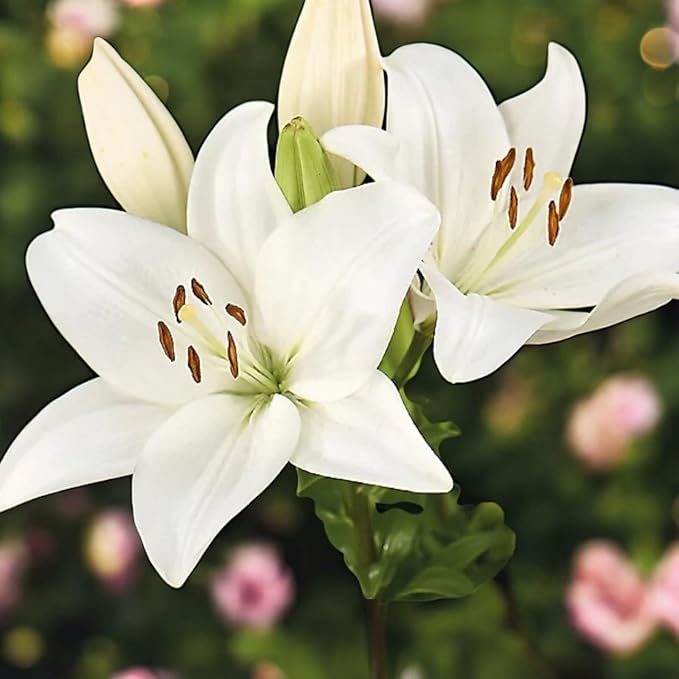 Lily Kent Bulbs | Pure White Asiatic Blooms