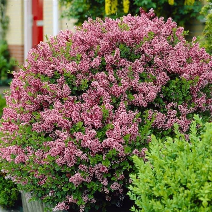 Syringa Red Pixie