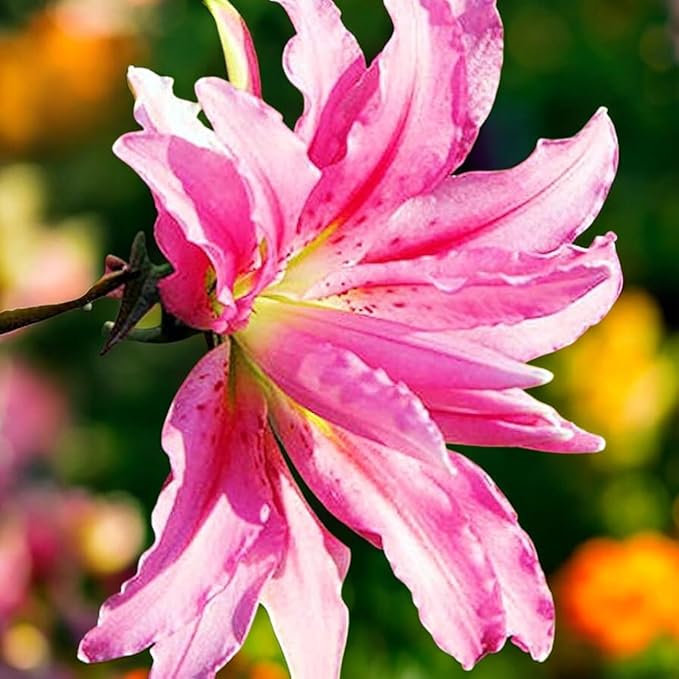 Oriental Lily Broken Heart Bulbs | Candy-Pink Blooms