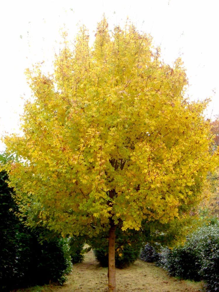 Acer Campestre - Field Maple Bare Root Tree
