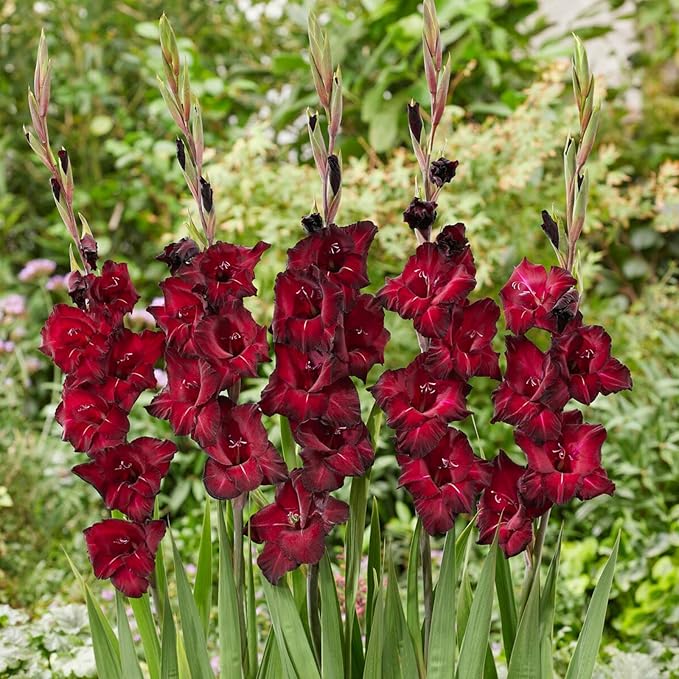 Gladiolus Black Star Bulbs | Deep Burgundy Summer Spikes