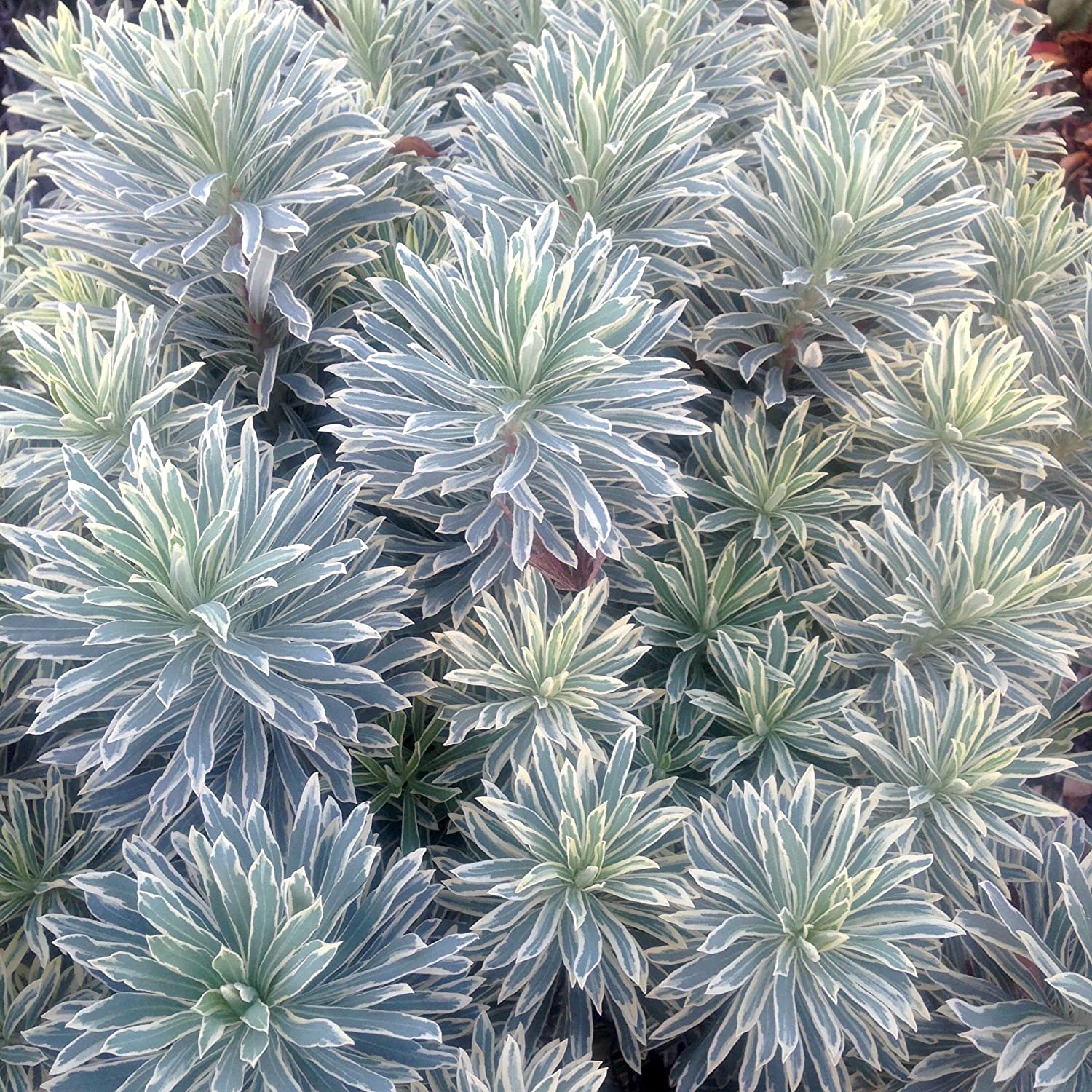 Euphorbia Silver Swan