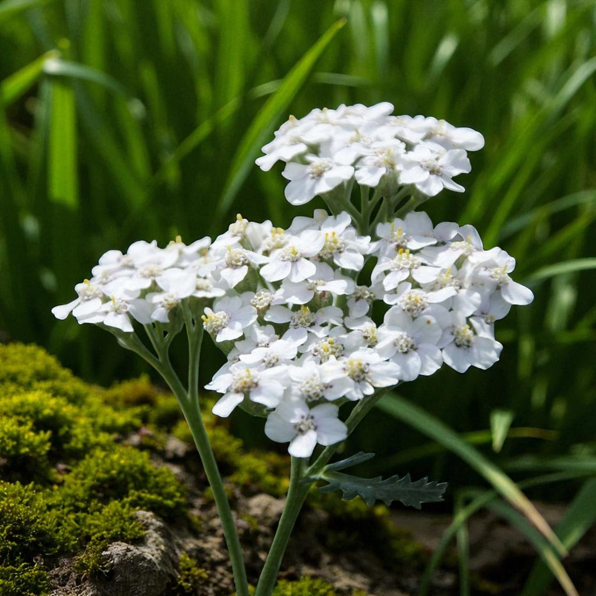 Achillea, Actaea & Brunnera Bare Root Mix