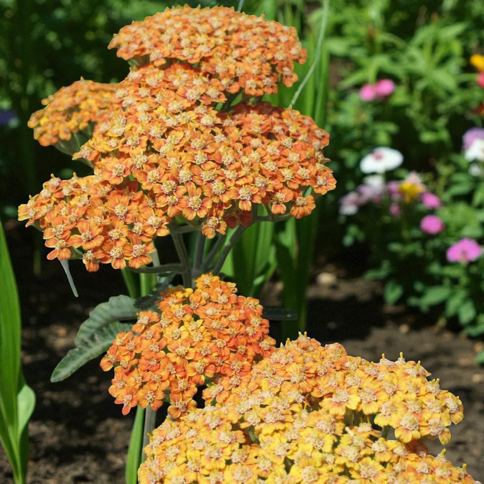 Achillea Terracotta