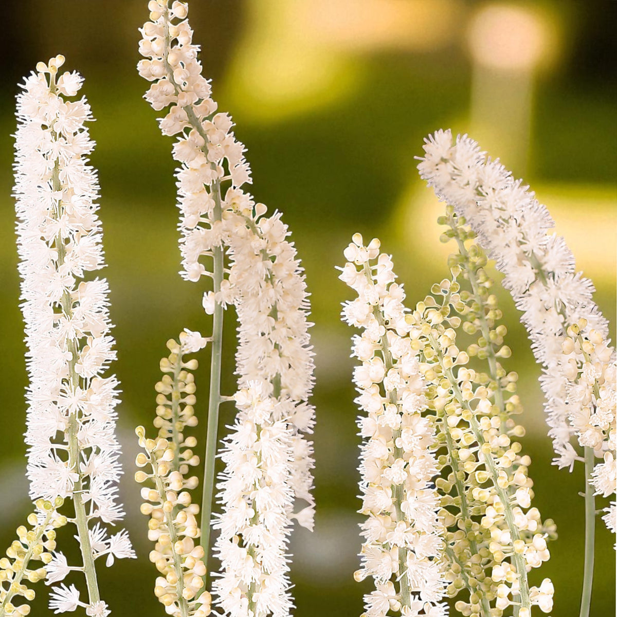 Achillea, Actaea & Brunnera Bare Root Mix