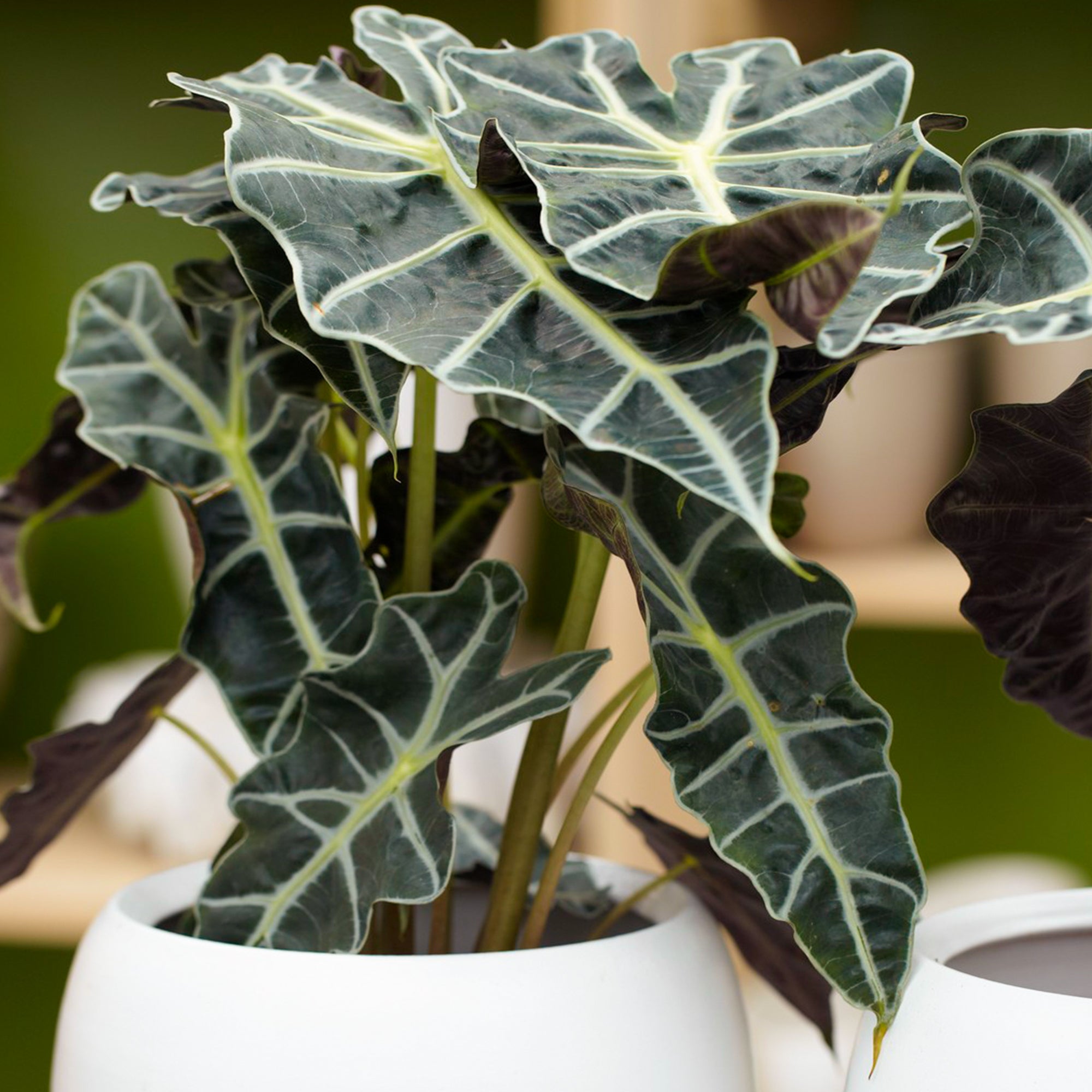 Alocasia 'Polly' in 12cm Pot – Carbeth Plants