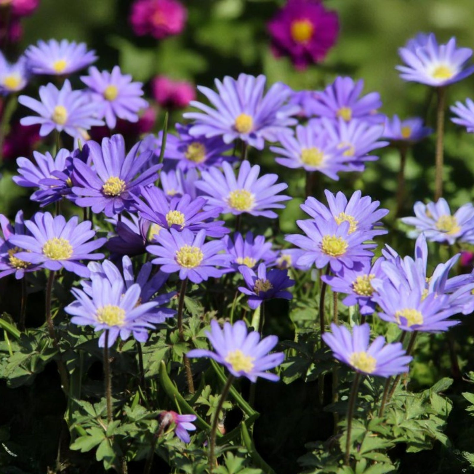 Anemone Blue Shades Spring Bulbs | Grecian Windflower