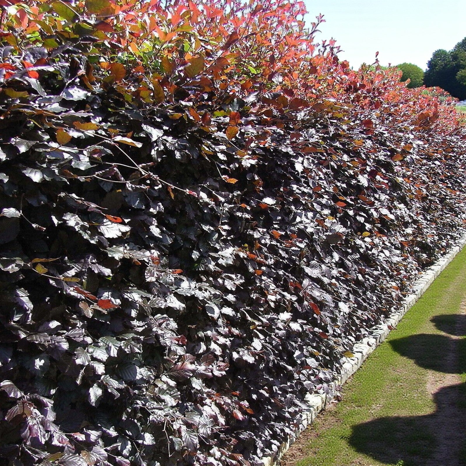 Purple Beech Hedging | Fagus Sylvatica Purpurea
