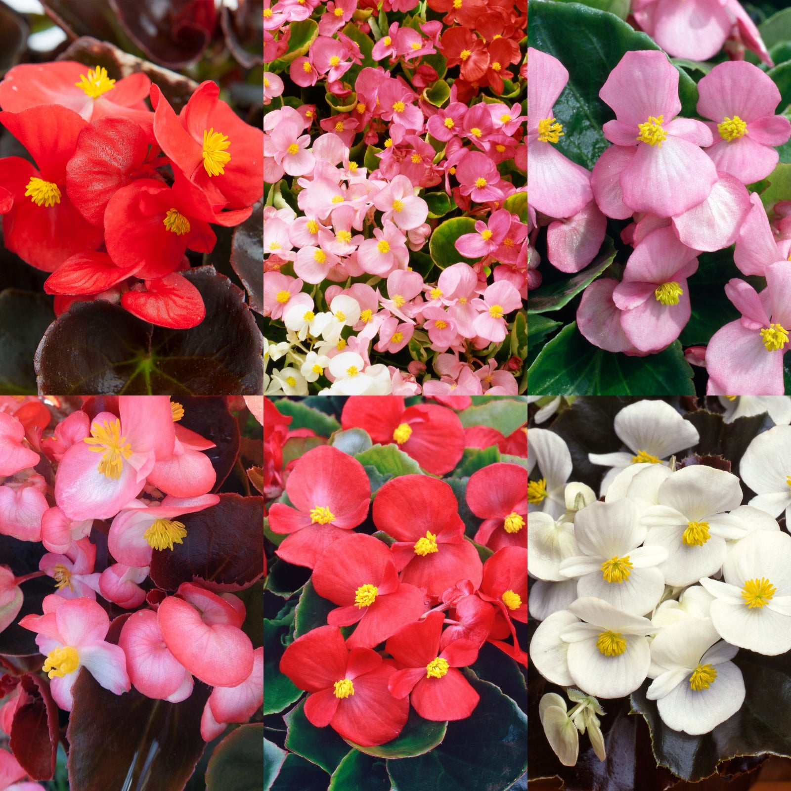 Begonia Bedding Plants 6 Pack