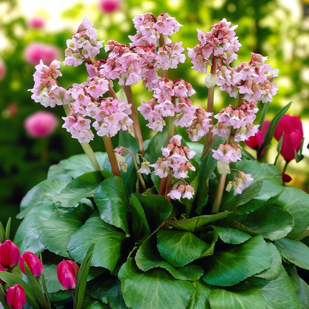 Bergenia, Alcea & Dicentra Bare Root Mix