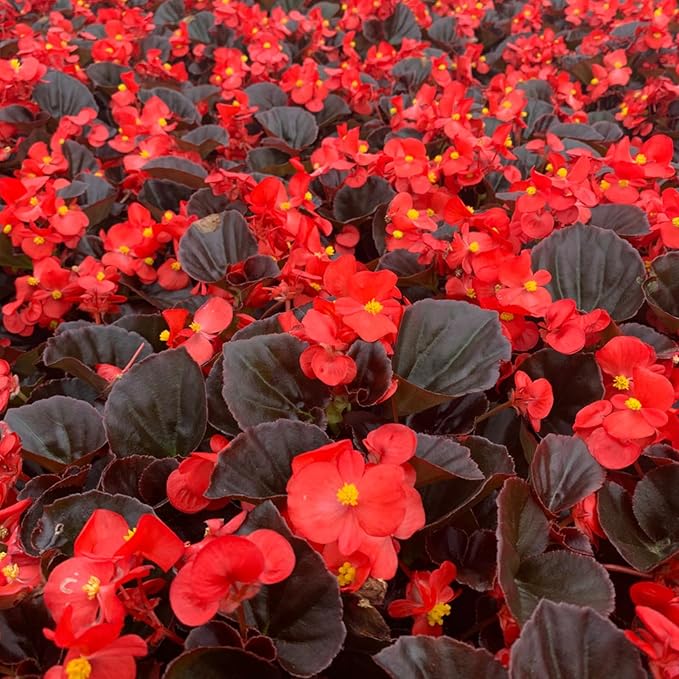Begonia Devil Red | Deep Red Foliage Plant