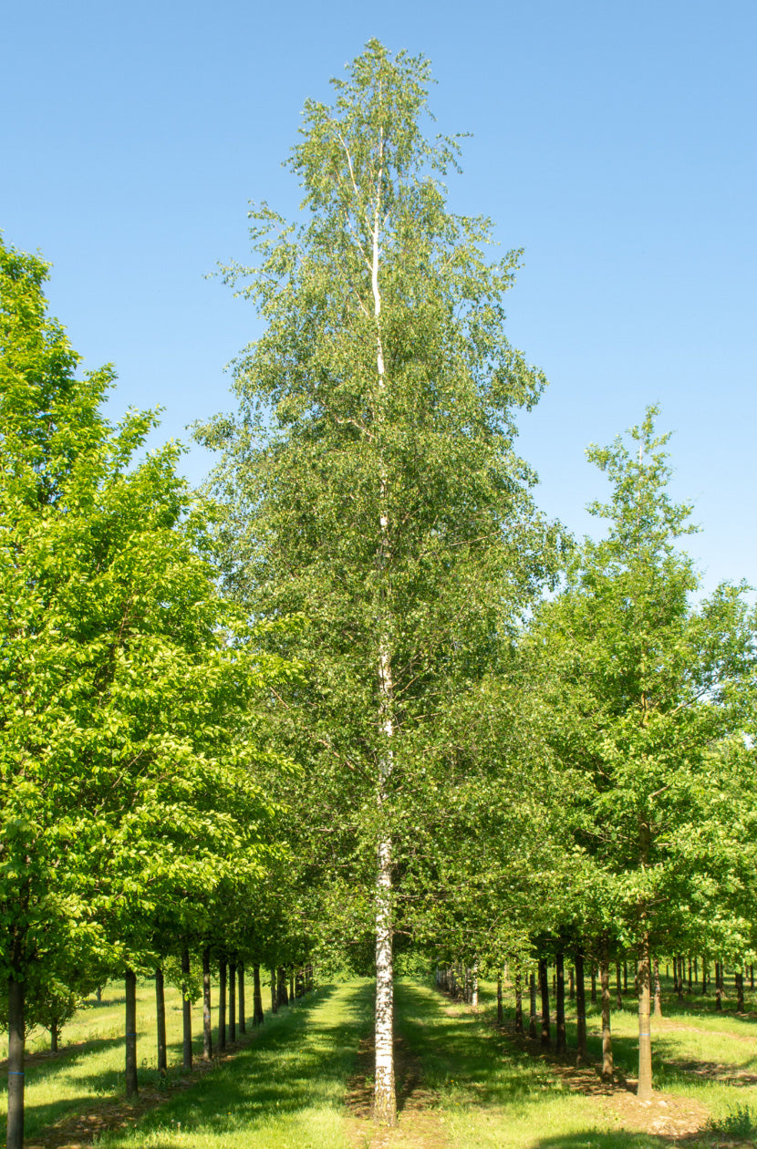 Silver Birch Tree - Betual Pendula Fastigiata – Carbeth Plants