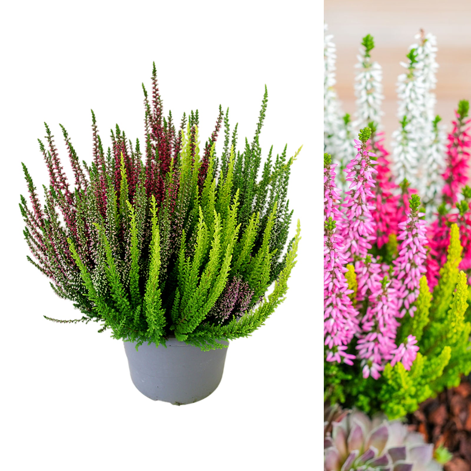 Calluna Heather High Five Colour Plant – Carbeth Plants