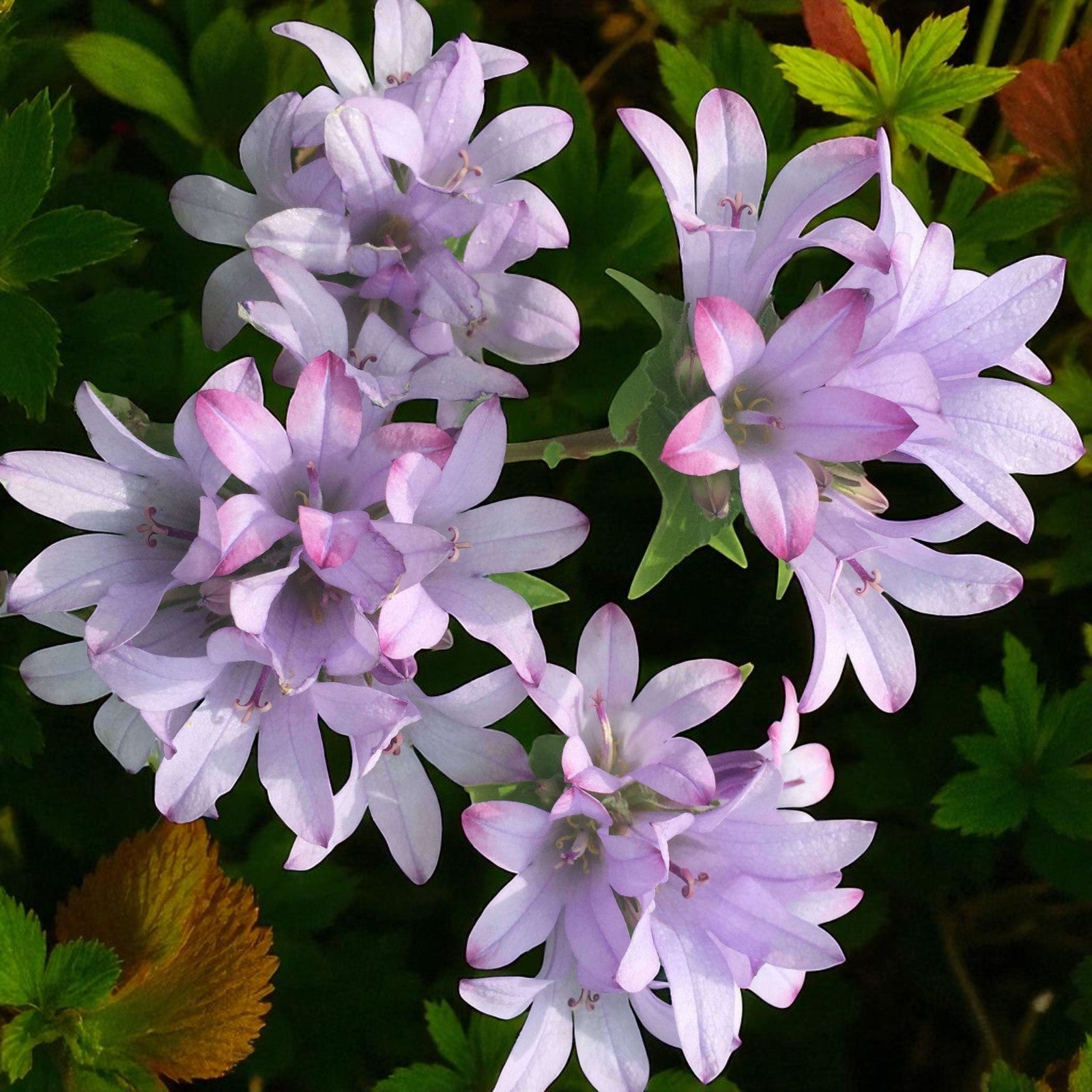 Campanula Caroline Purple Bare Root