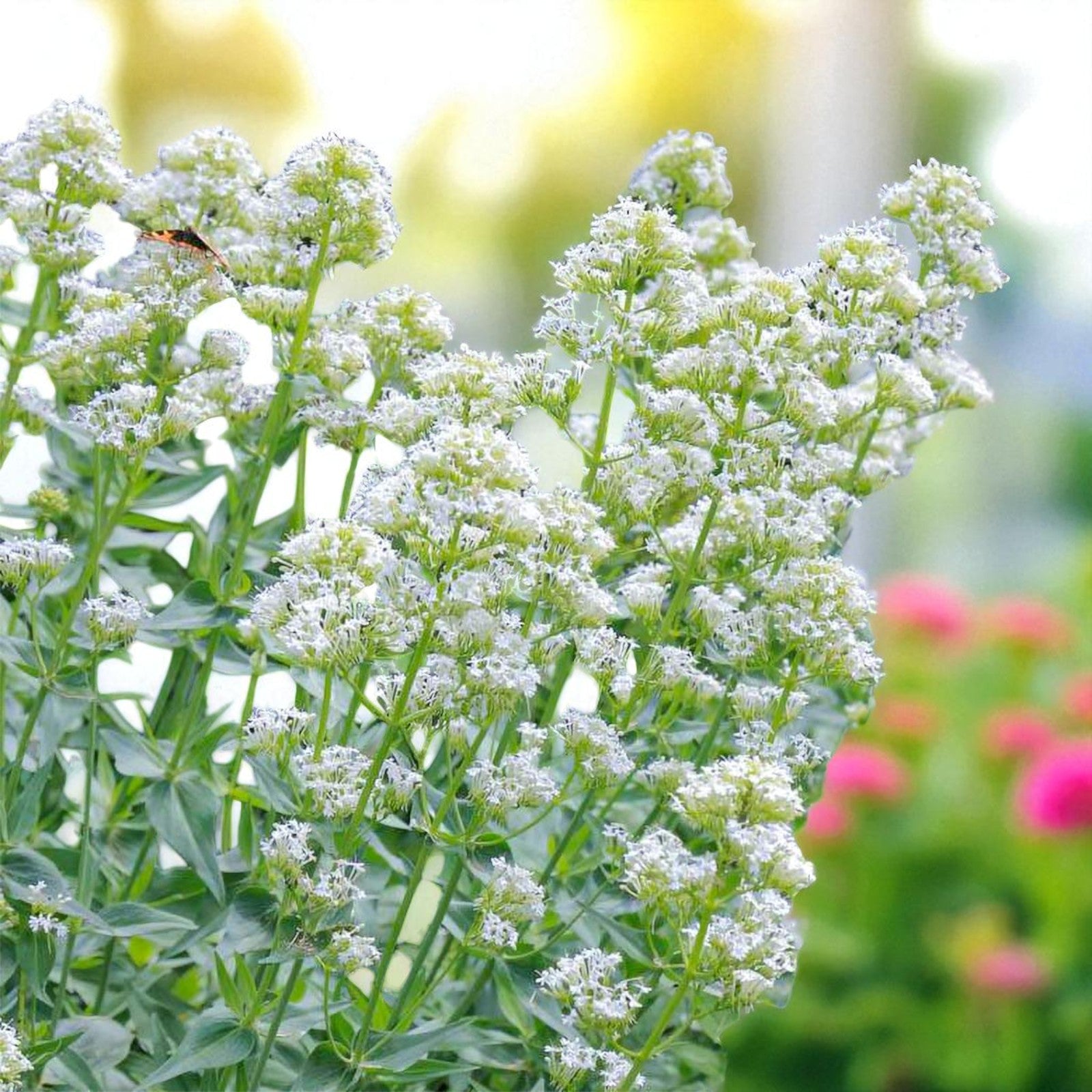 Centranthus Albus Bare Root