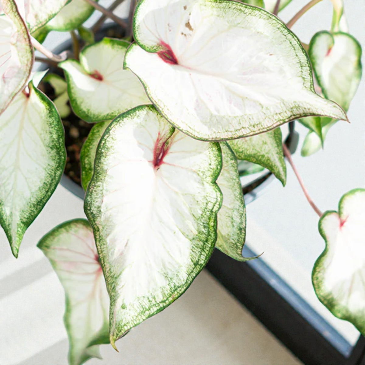 Caladium White Wonder | White Foliage Plant
