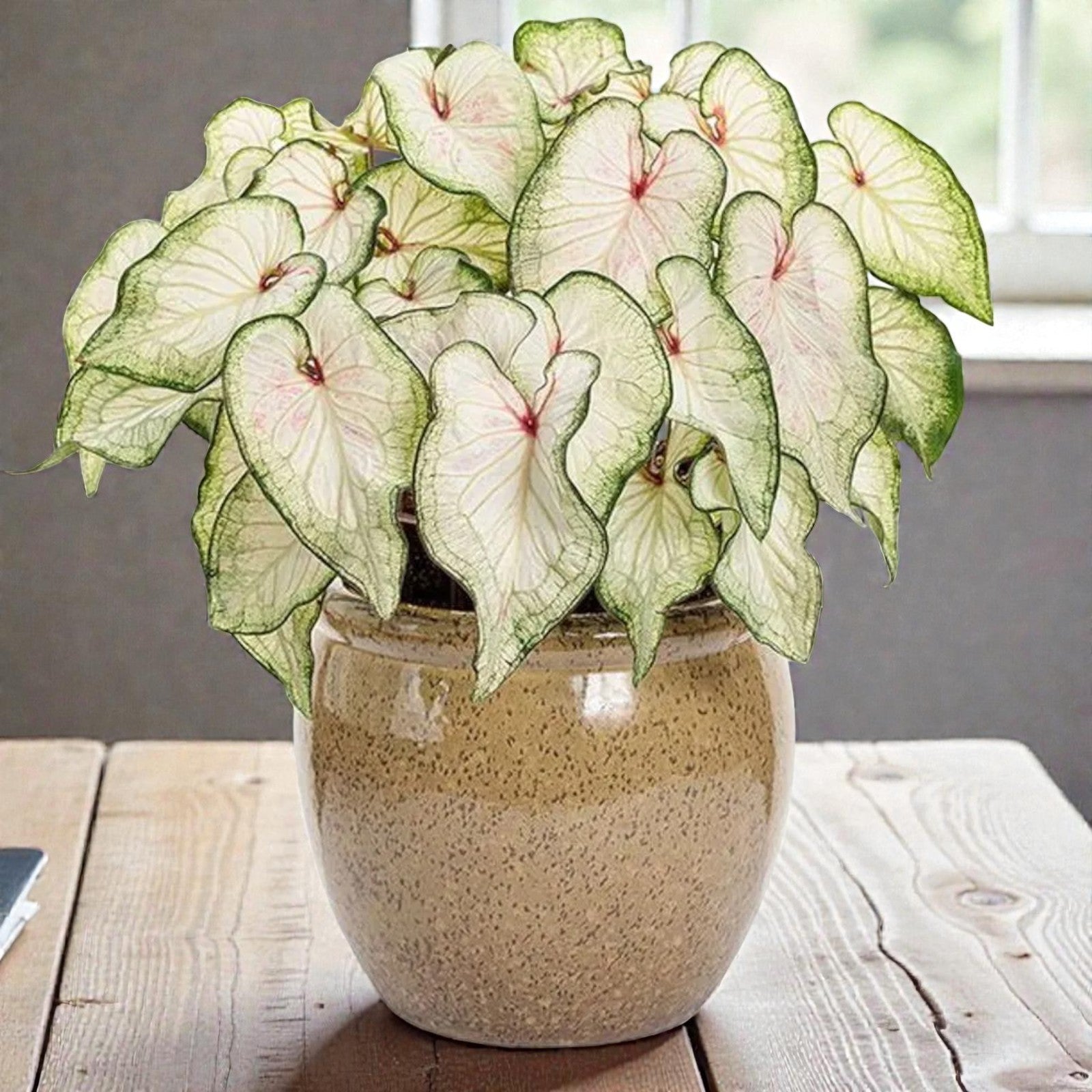 Caladium White Wonder | White Foliage Plant