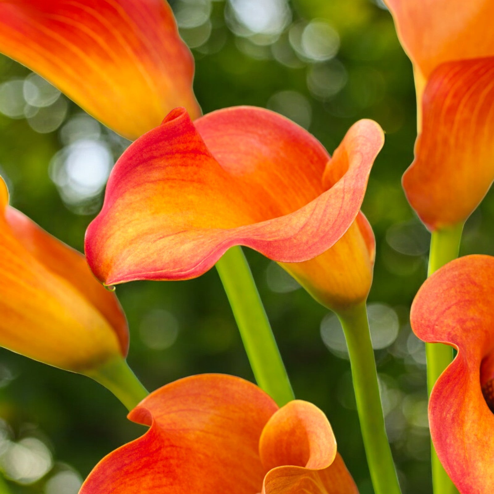 Calla Modern Pop Mix Bulbs | Vibrant Tones & Softer Shades