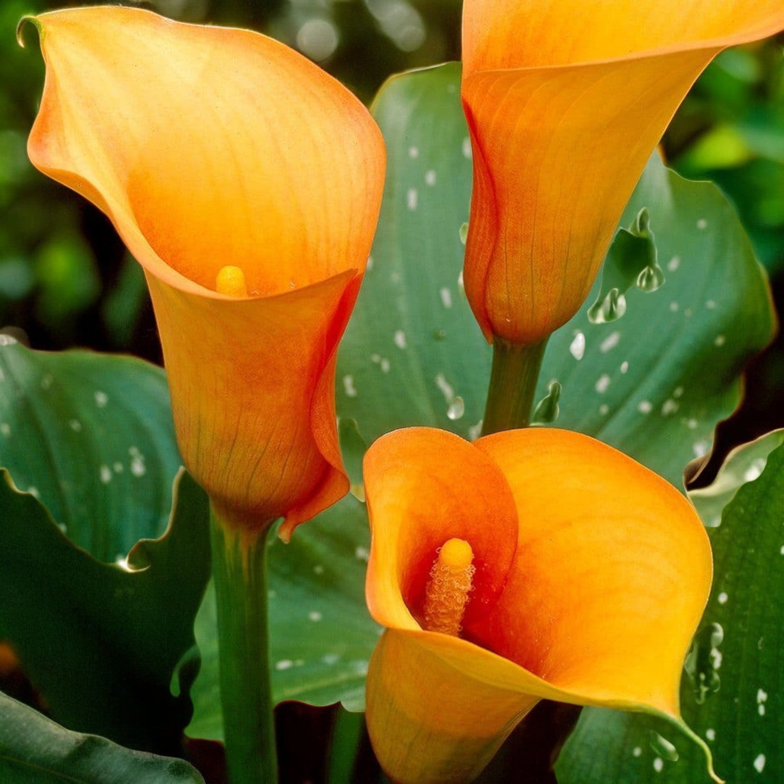 Calla Lily Flame Summer Bulbs | Zantedeschia | Coral Lilies