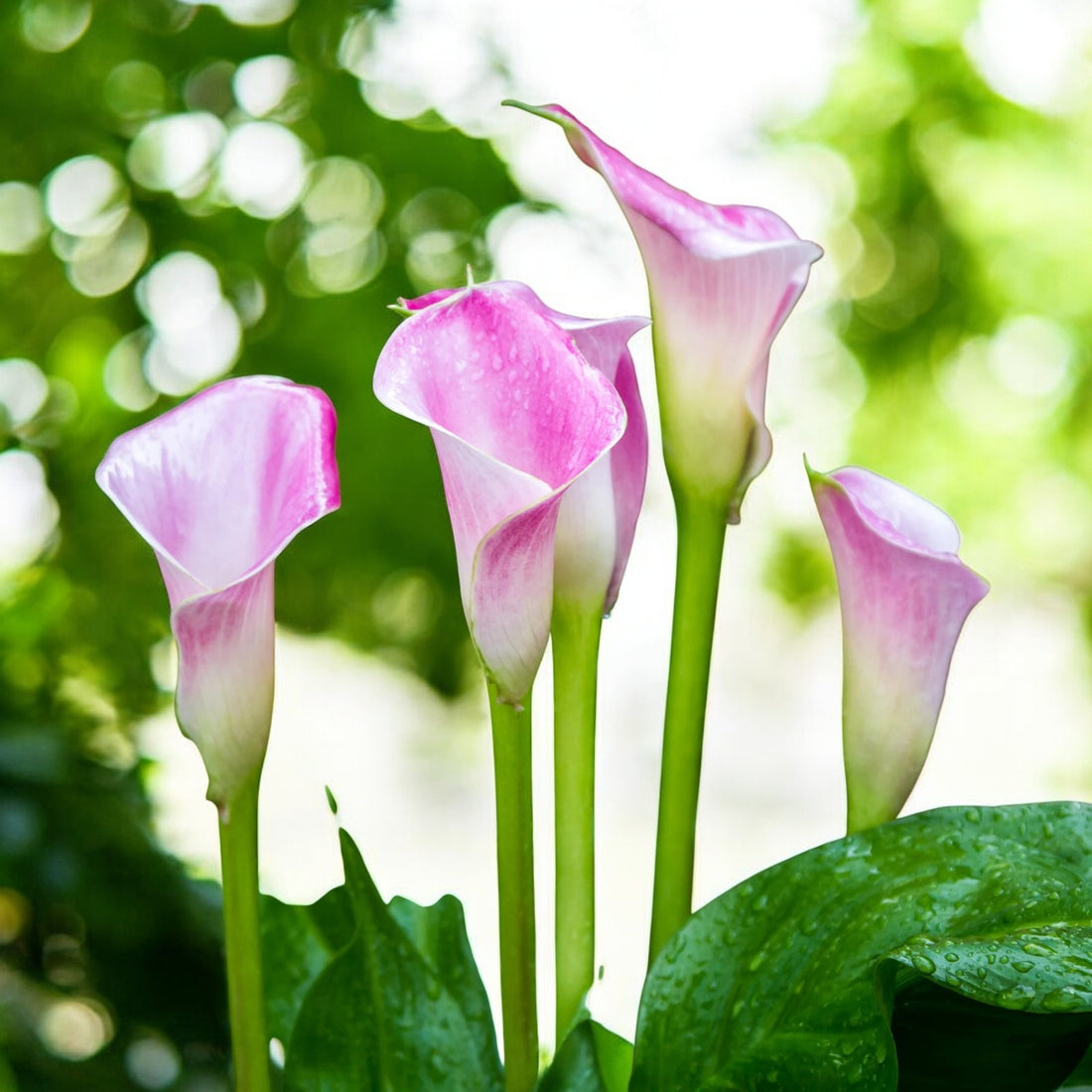Calla Lily Pink Melody Summer Bulbs| Zantedeschia | Soft Pink Blooms