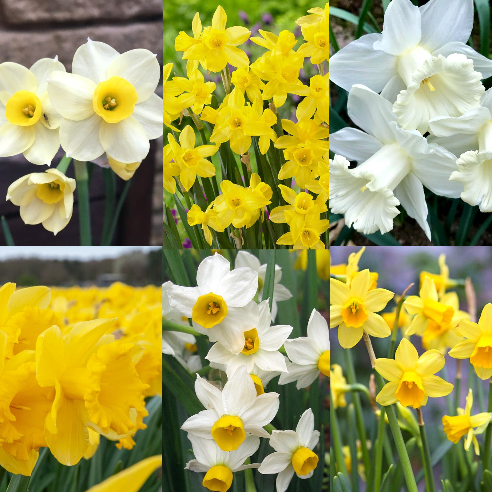 Narcissus Daffodil Bulb Mix