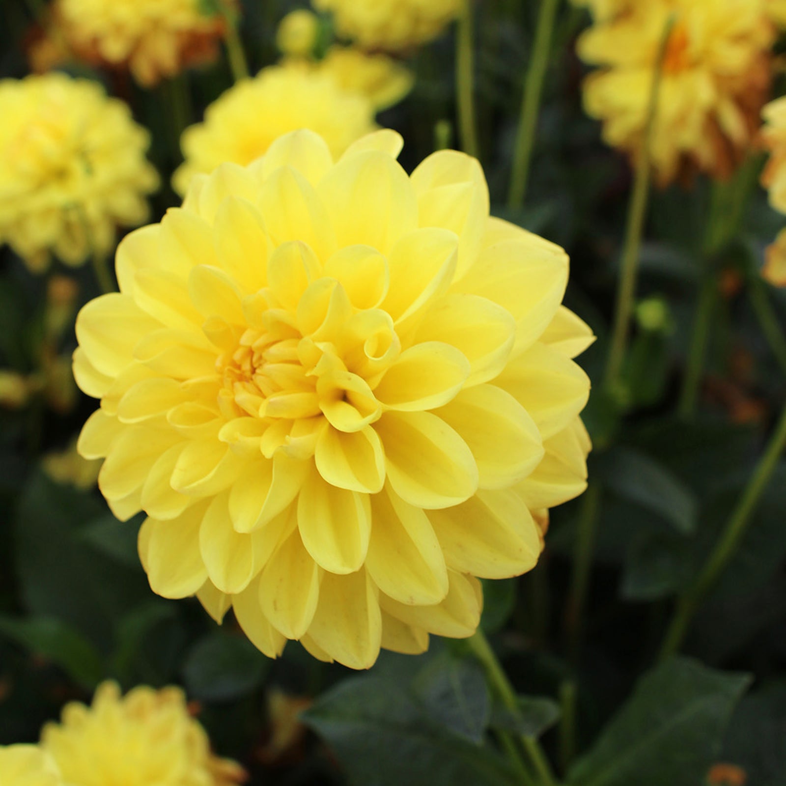 Yellow Decorative Dahlia Sisa Tubers