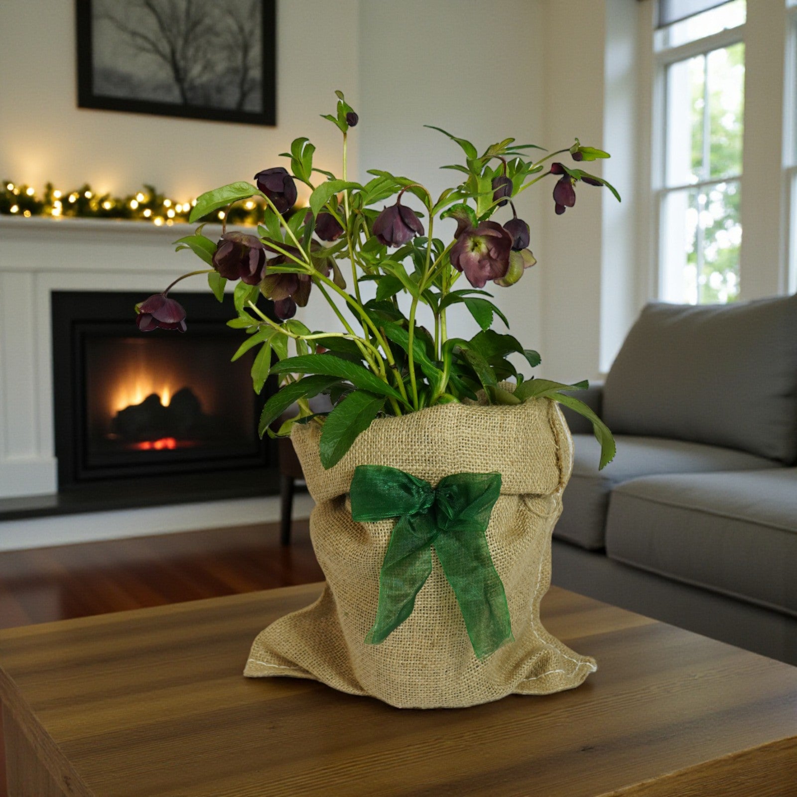 Helleborus Hello Red Plant Gift Wrapped