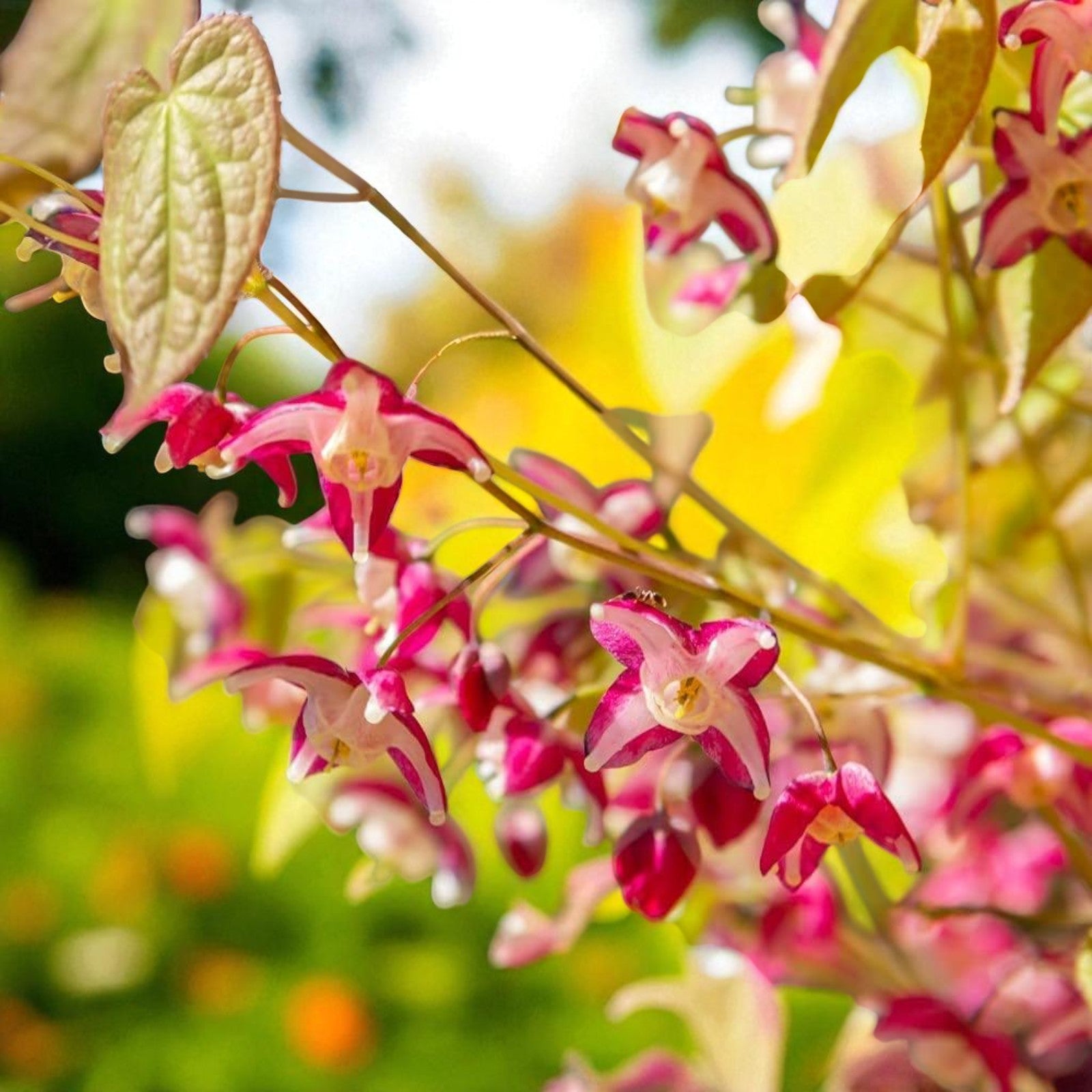 Epimedium Rubrum Bare Root