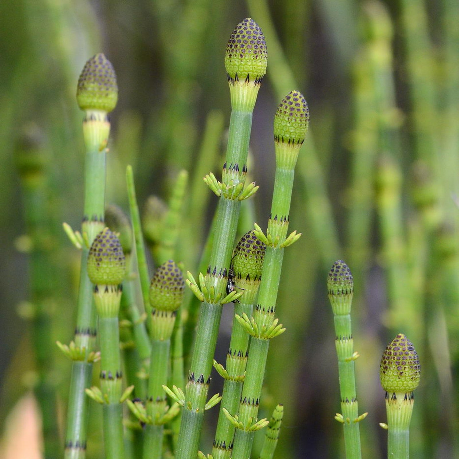 Equisetum fluviatile – Carbeth Plants