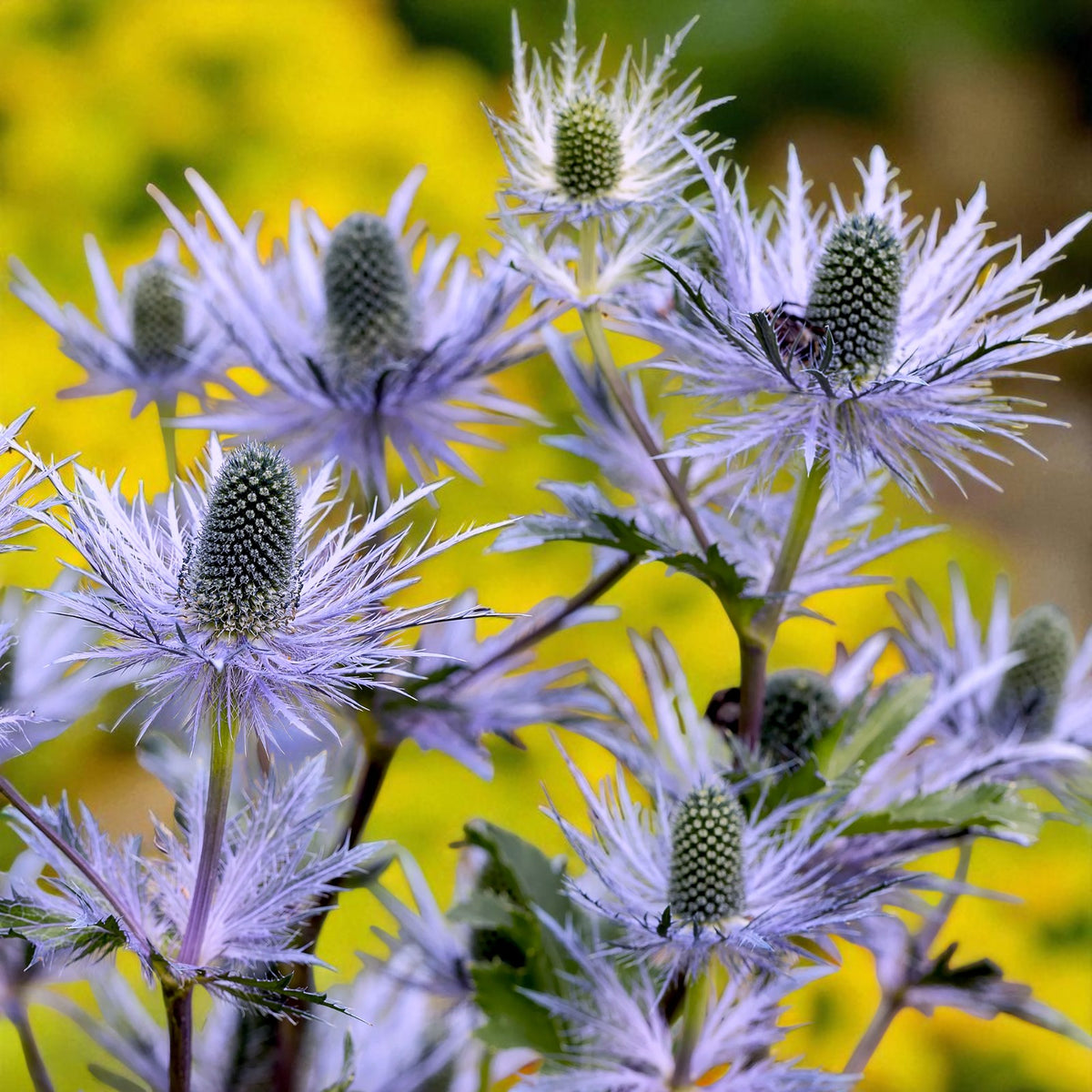 Eryngium, Verbena & Helenium Bare Root Mix