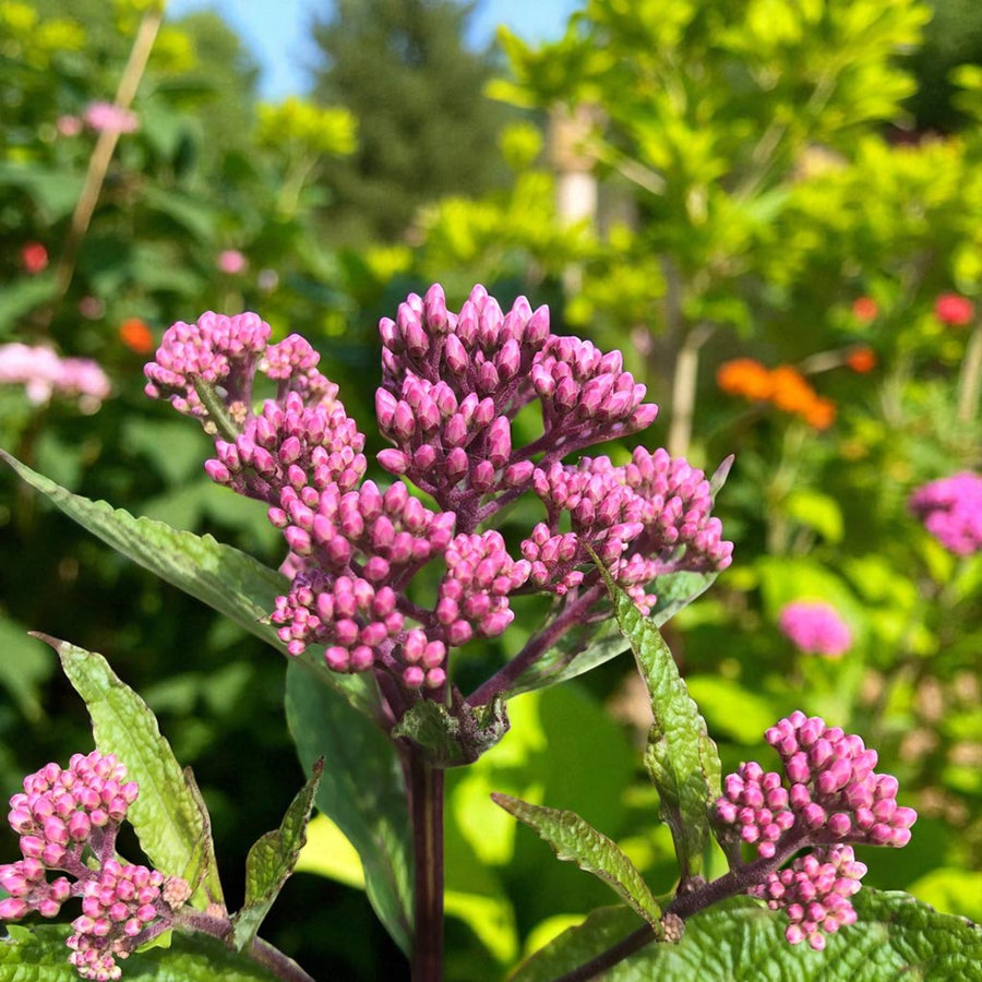 Eupatorium Baby Joe Bare Root