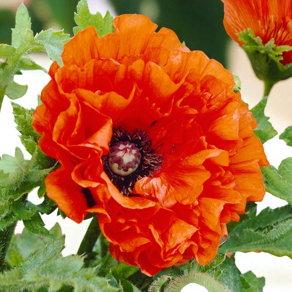 Poppy Papaver Eye Catcher Bare Root – Carbeth Plants