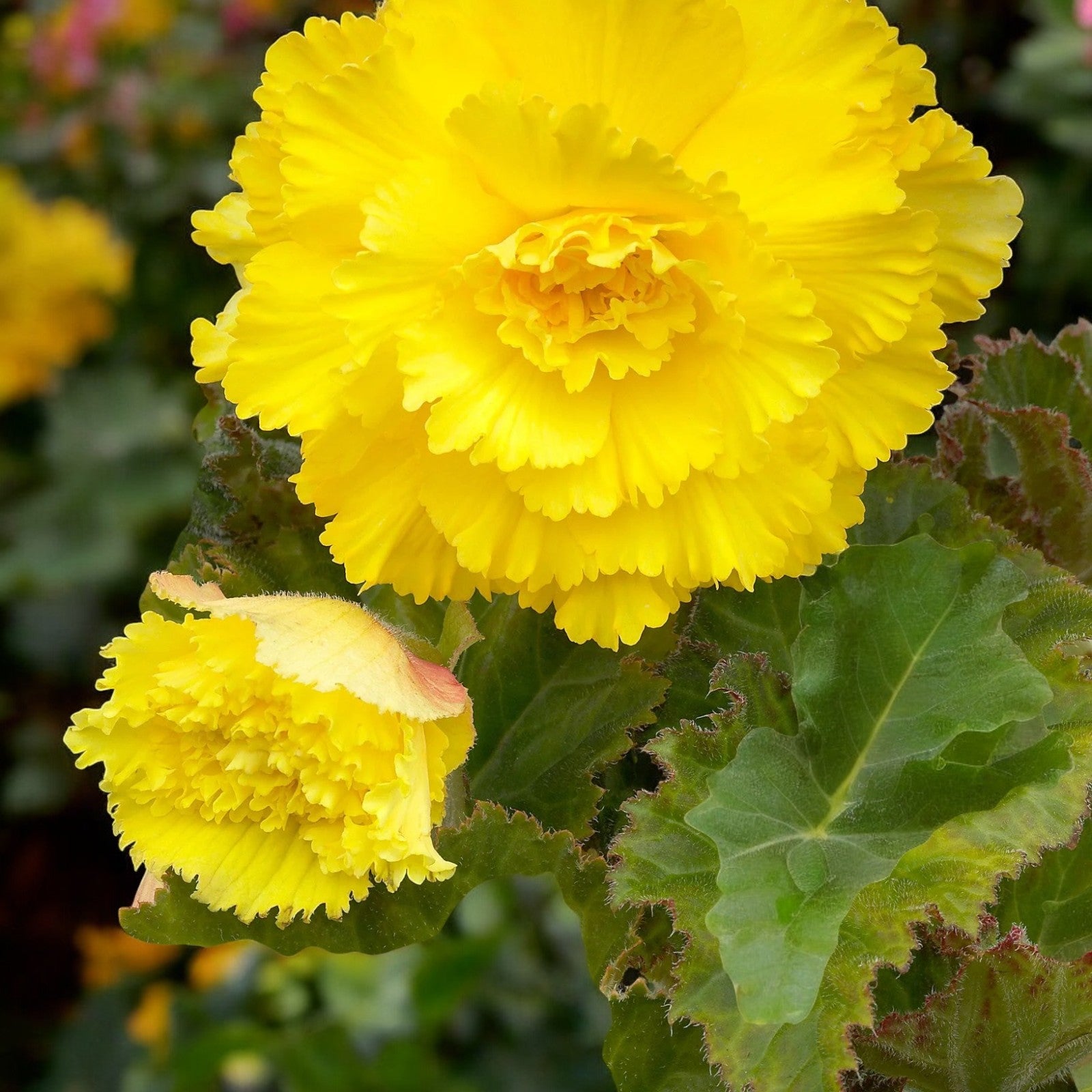 Begonia Fimbriata Mix Tubers | Fringed Summer Blooms