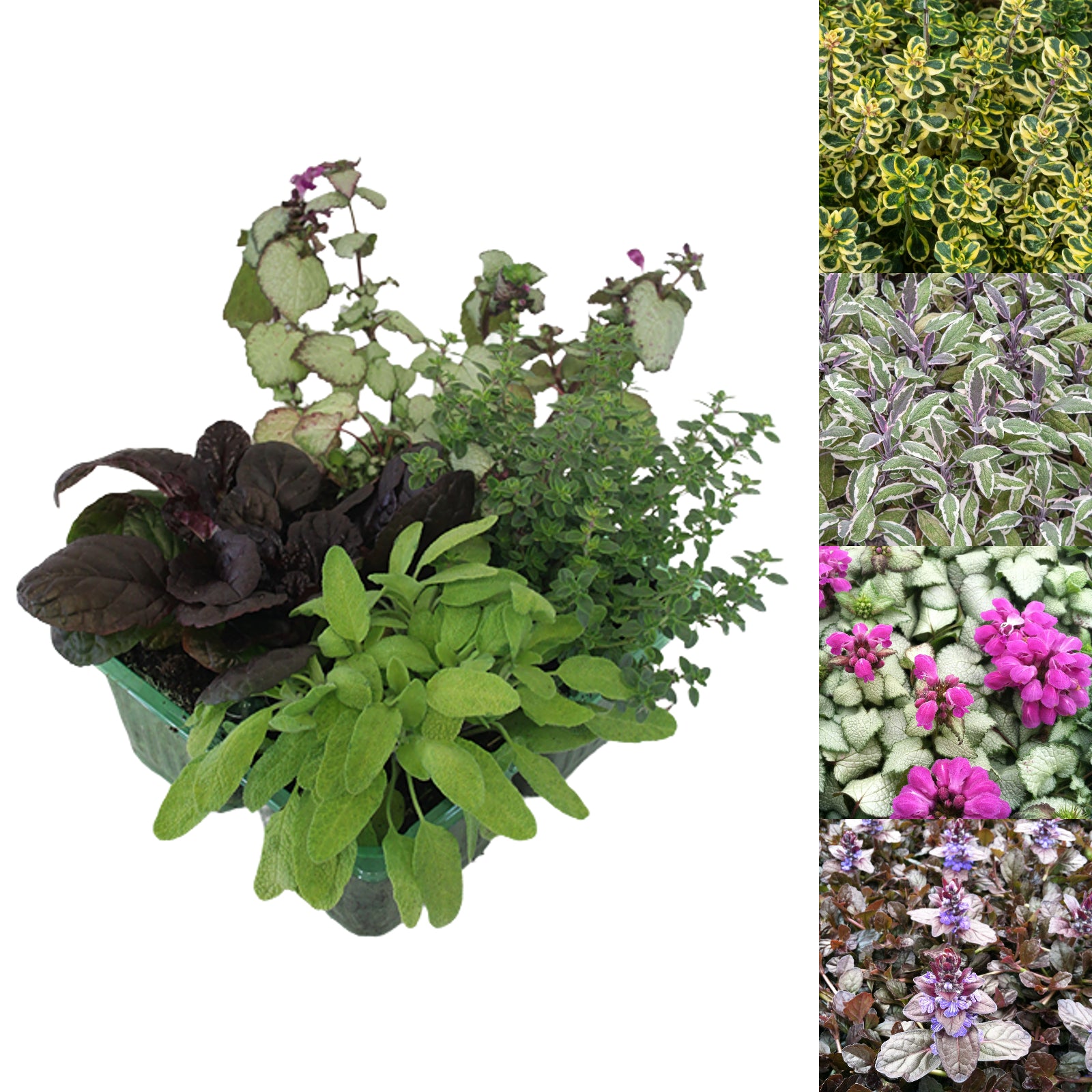 Hardy Patio Mix - Year Round Mix – Carbeth Plants