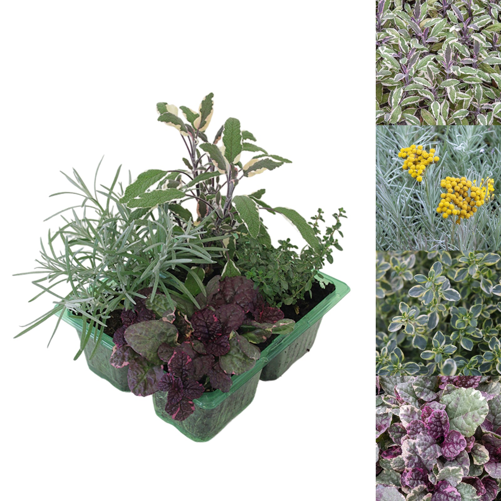 Hardy Patio Mix - Silver Pink Theme – Carbeth Plants