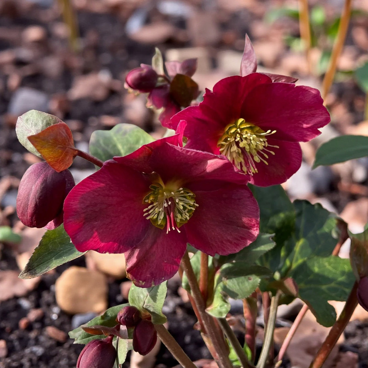 Helleborus Hello Red | Winter Flowering Plant