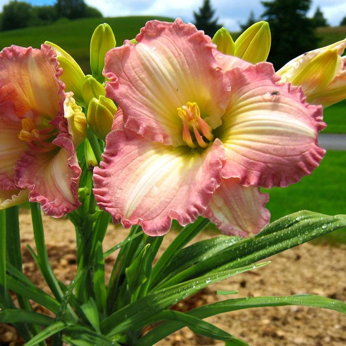 Hemerocallis Frosted Vintage Ruffles Bare Root