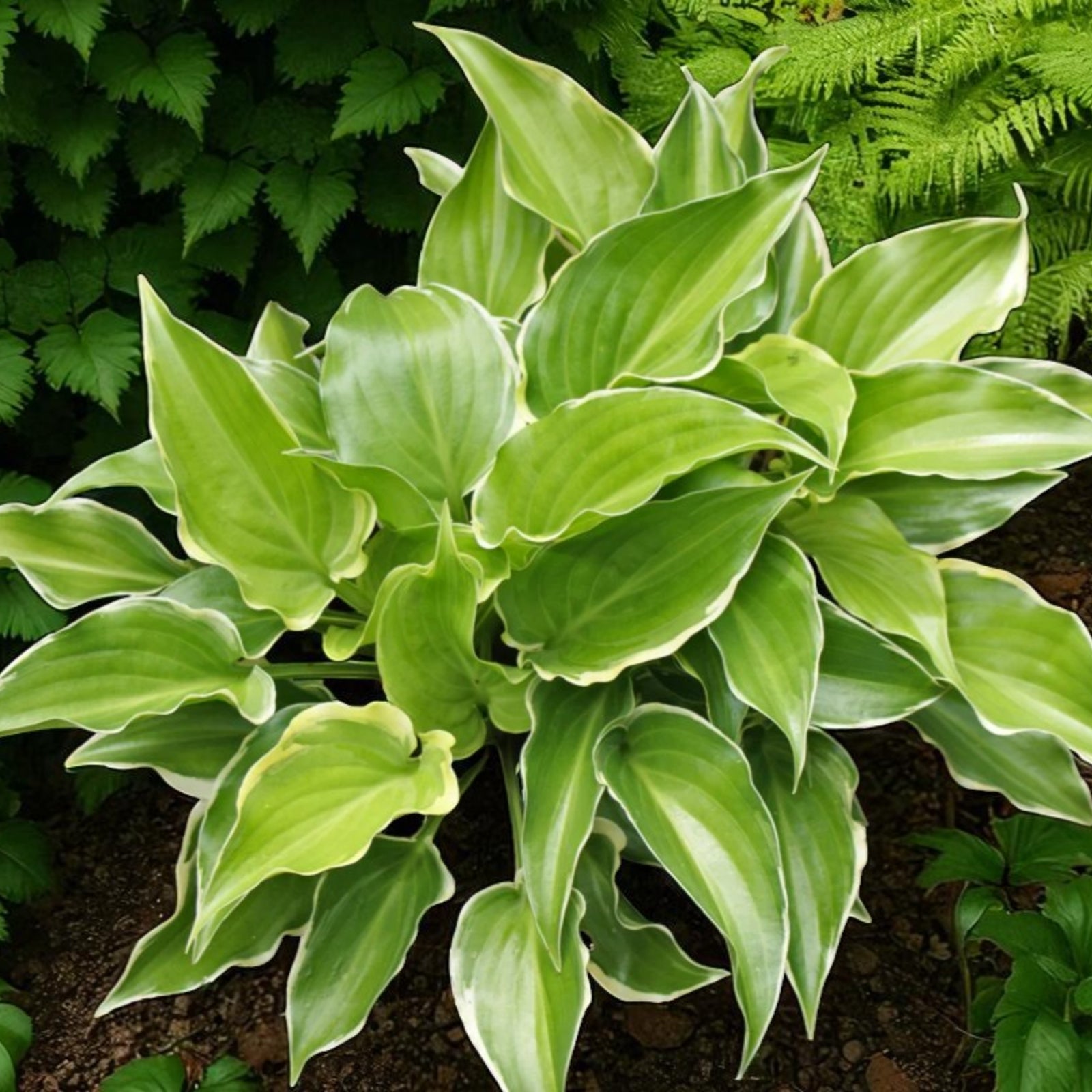 Hosta Vulcan in 2L Pot